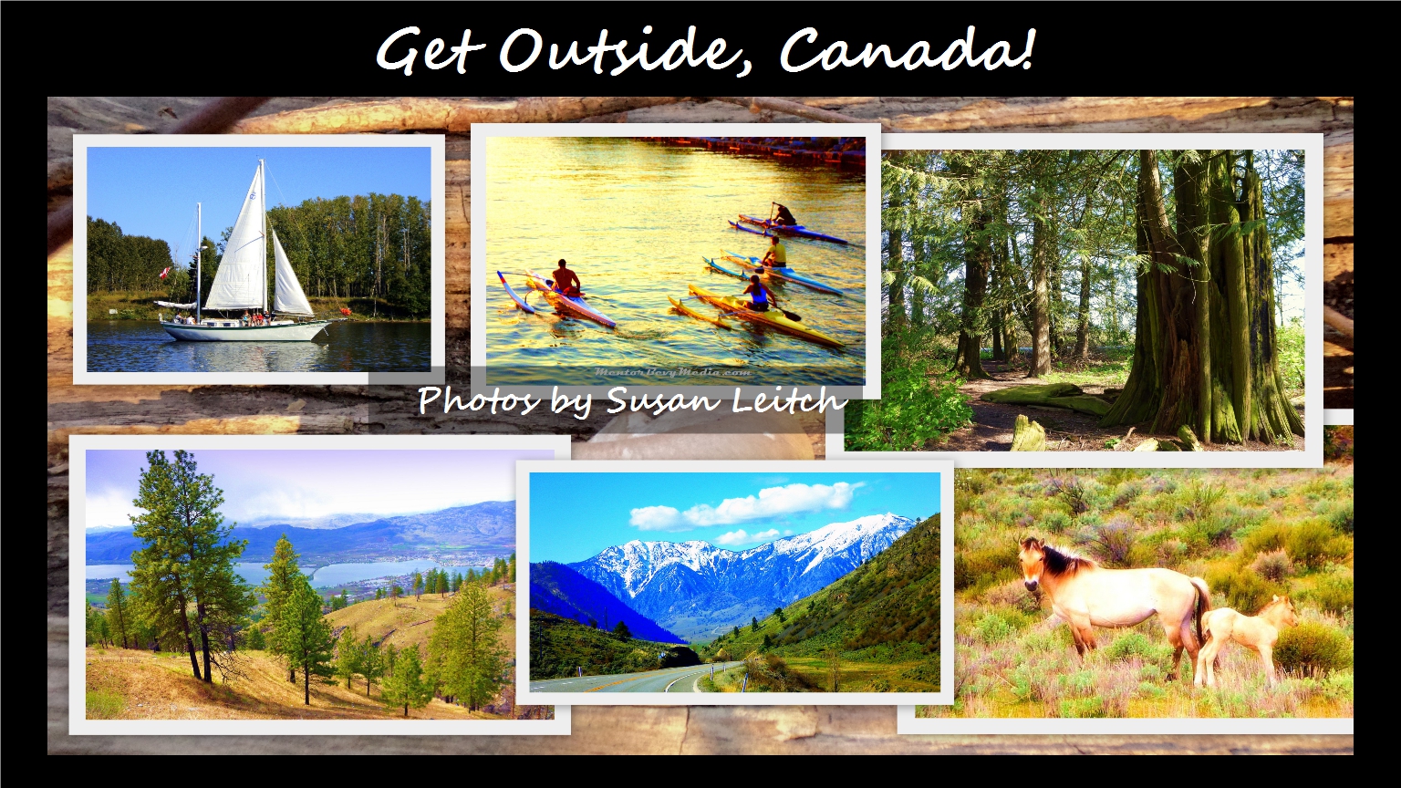 PORTFOLIO ~ Susan Leitch