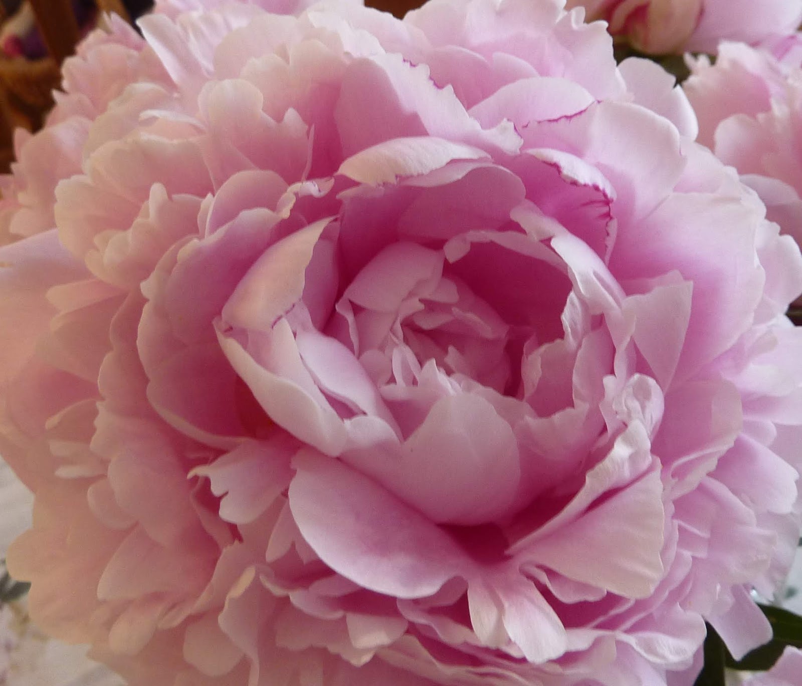 allerleisocken ... und mehr!: Pfingstrosen