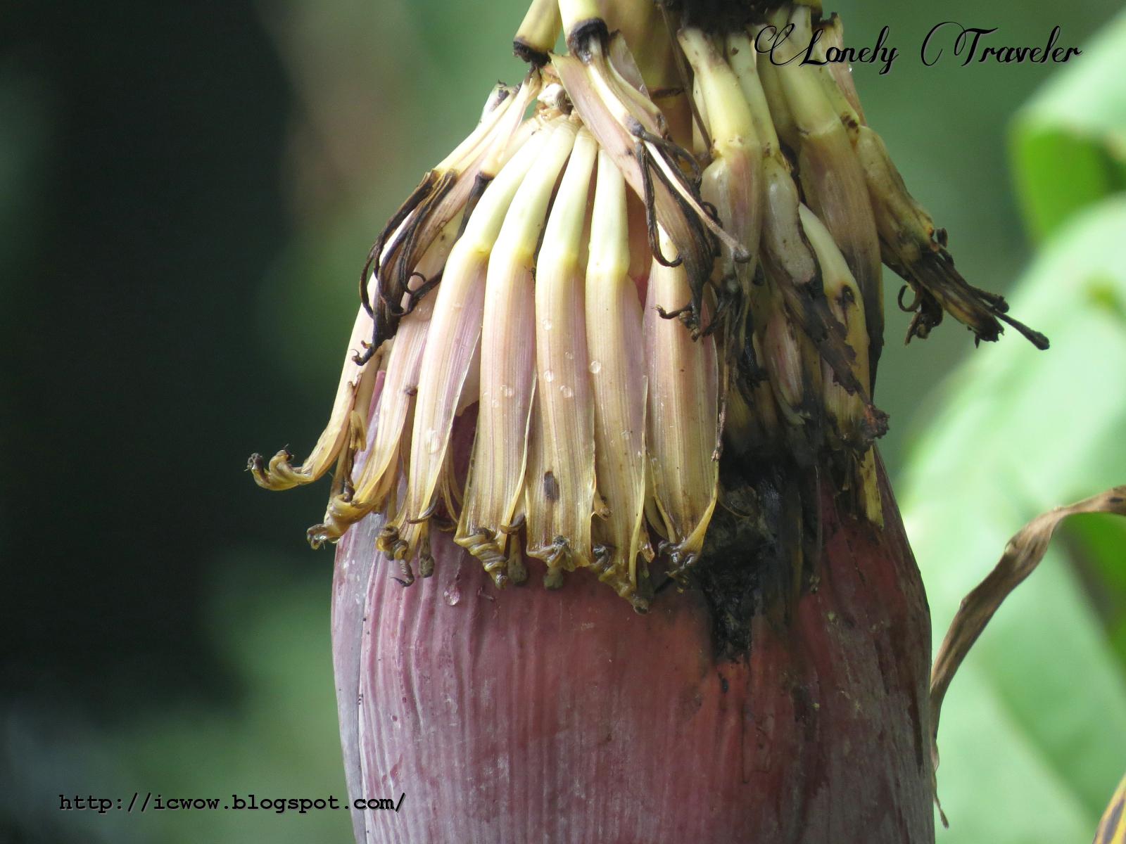 Banana flower - Musa acuminata