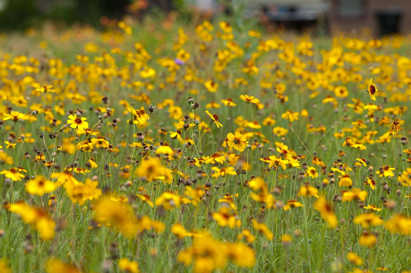 Window on a Texas Wildscape: Tough greenthread