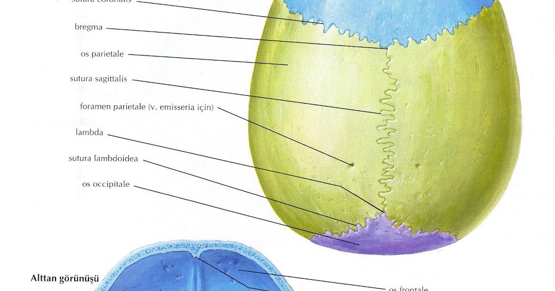 anatomy ,anatomi, netter 4 calvaria - AÖF, DGS, KPSS