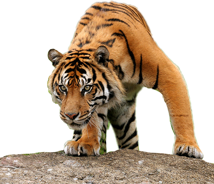 GEOGRAFI LINGKUNGAN: HARIMAU ; KUCING BESAR LORENG PENGUASA RIMBA BELANTARA