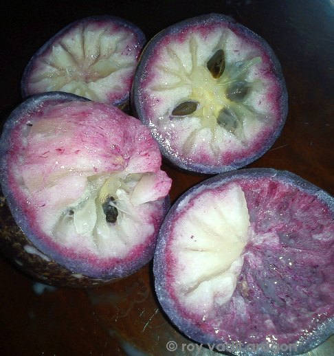 kaimito, star apple milky summer delight ~ PINAKBET REPUBLIC