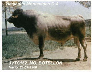 GANADO DOBLE PROPOSITO: RAZA CARORA