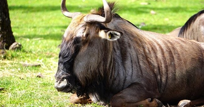 Momo celebrating time to read: Gnu - a curious creature