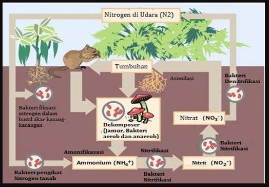 Perhatikan gambar siklus nitrogen di bawah ini! Berdasarkan gambar diatas, bagaimanakah tahapan ...