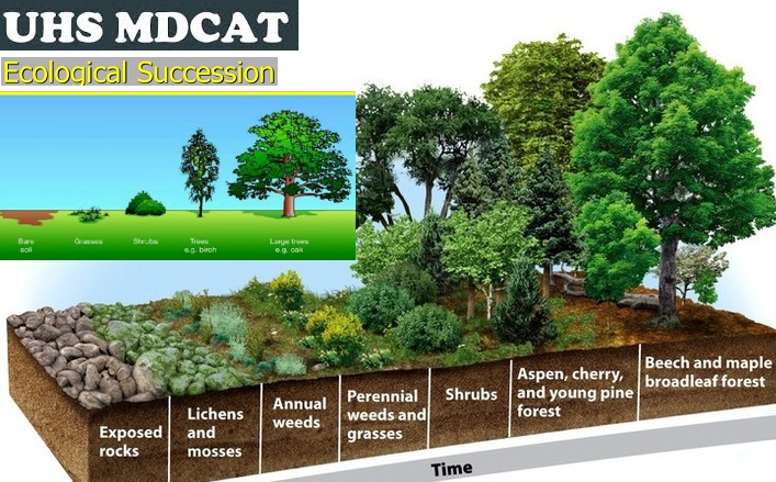 Ecological succession and its types with examples
