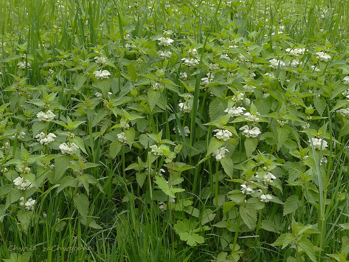 Chwile zaChwycone: Ogródek chwastów