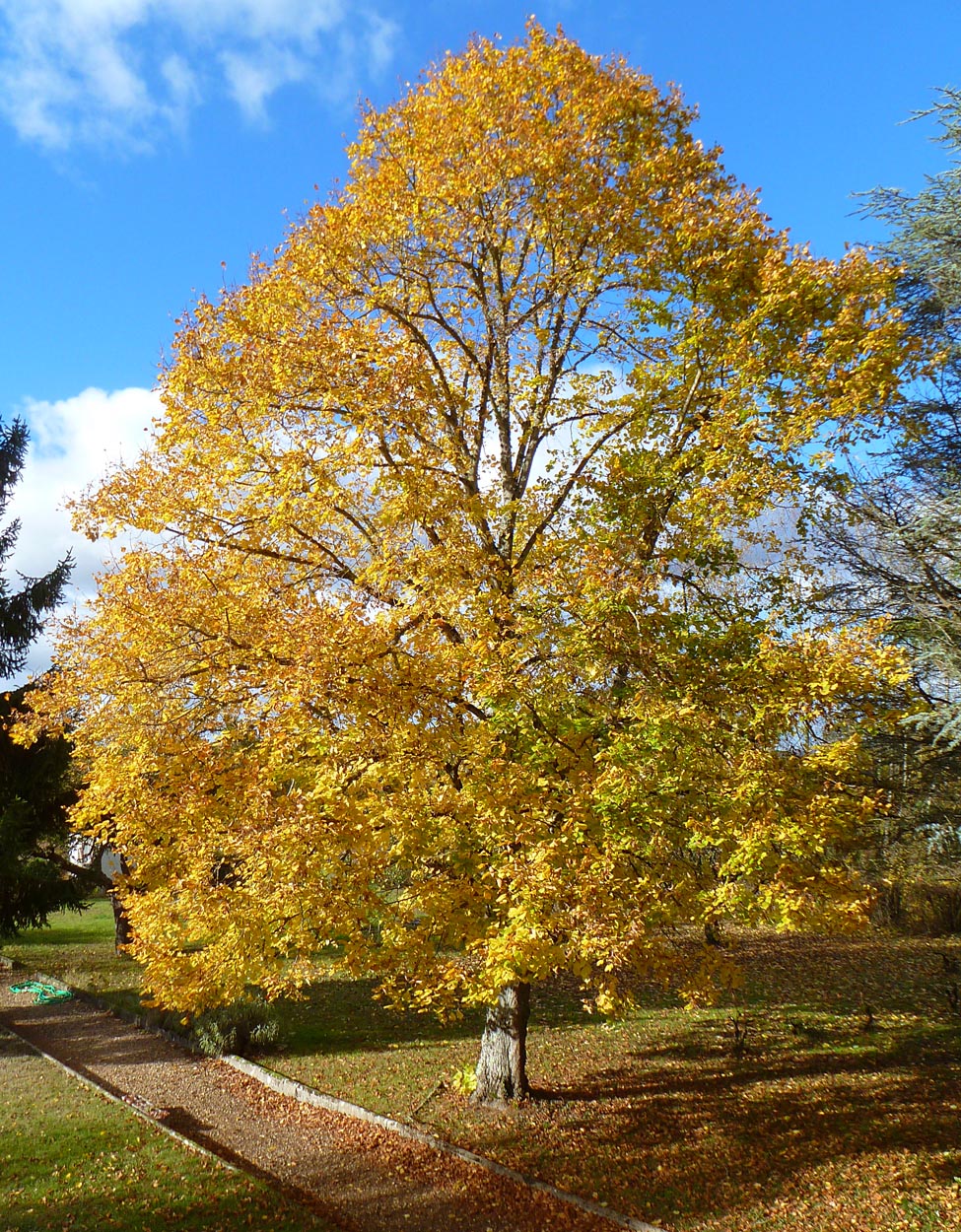 Living the life in Saint-Aignan: Back yard trees in November