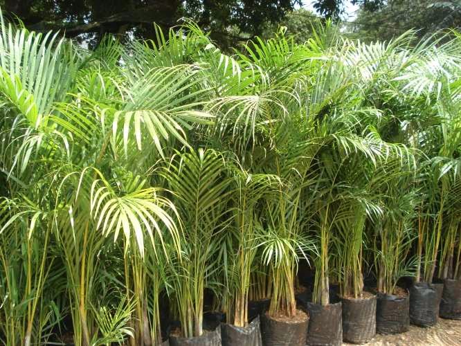 Tani Sejahtera Nursery: Jual Pohon Palem di Bondowoso