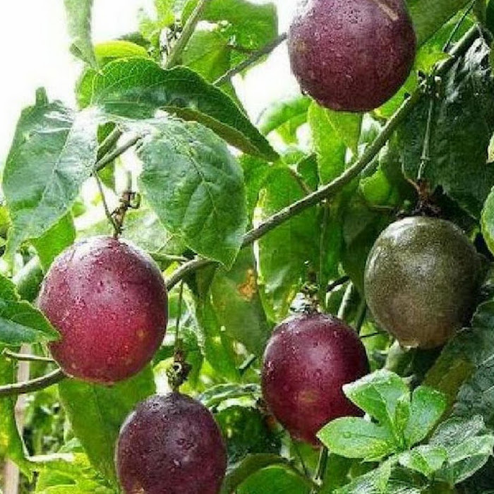 Koleksi Bibit Tanaman Markisa