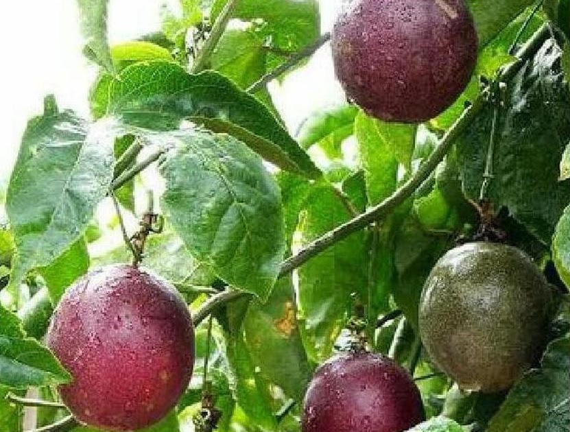 Bibit Pohon Markisa Ungu Hitam Merah Manis Newarrival Kualitas Unggul