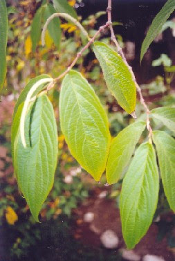 PLAAN : Existen 2 Tipos de Matico. Extraordinarias Plantas Medicinales ...