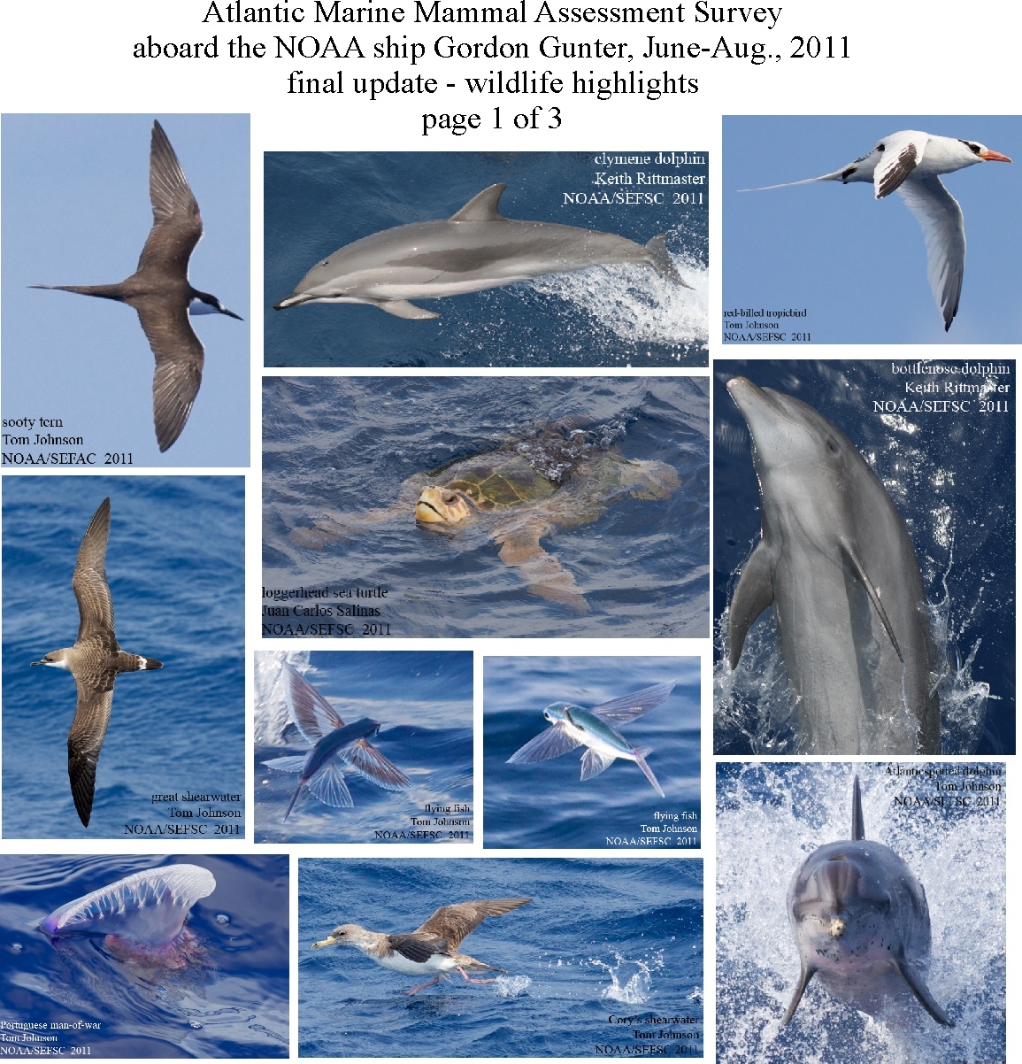 Spyhop Log: Wildlife at Sea - Final Dispatch from Keith Aboard the ...