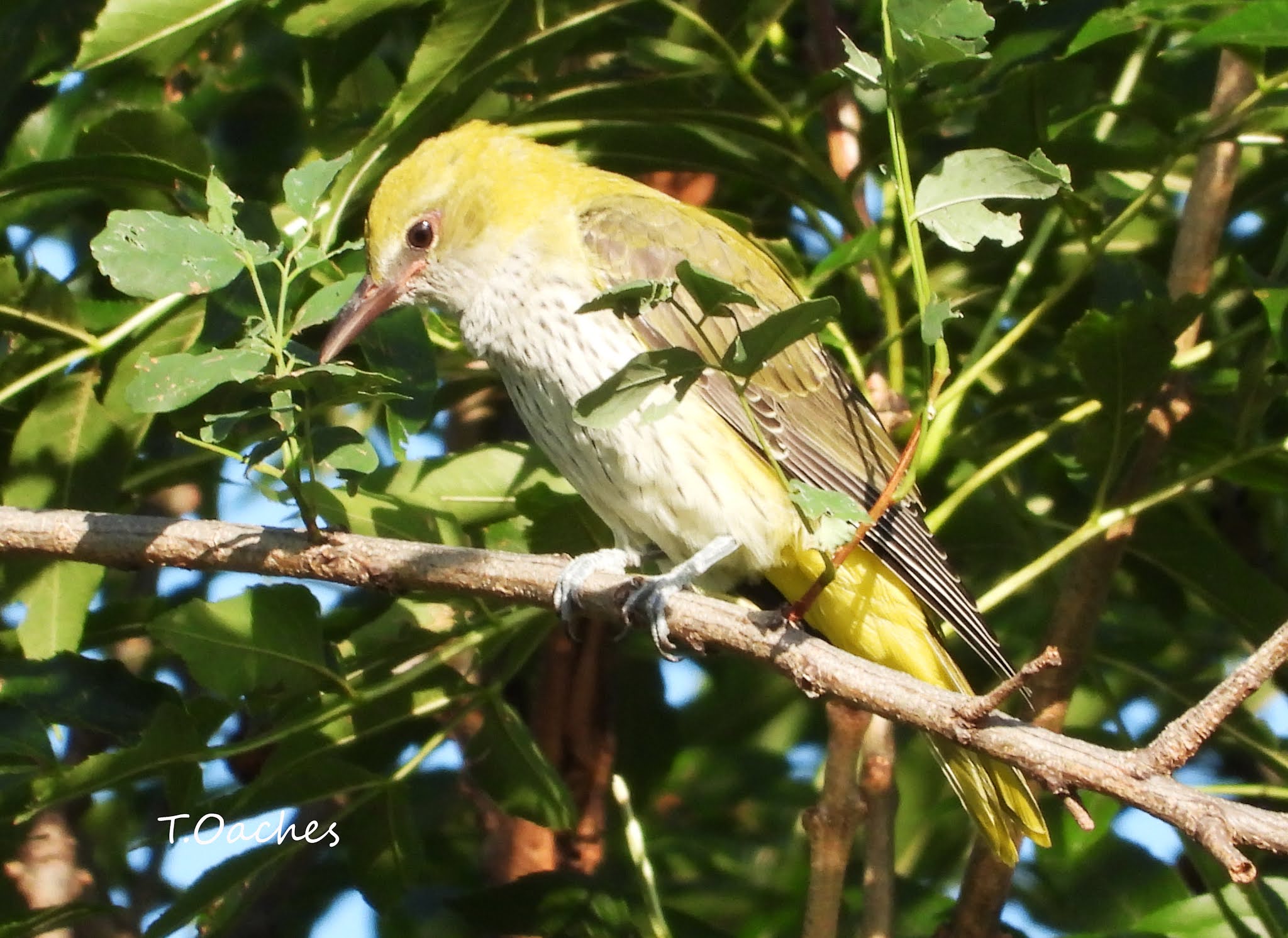 PASARI DIN ROMANIA: GRANGUR, Oriolus oriolus