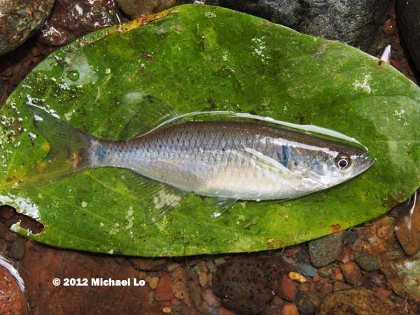The rainforests of Borneo & Southeast Asia: Fishes of Upper Segama ...
