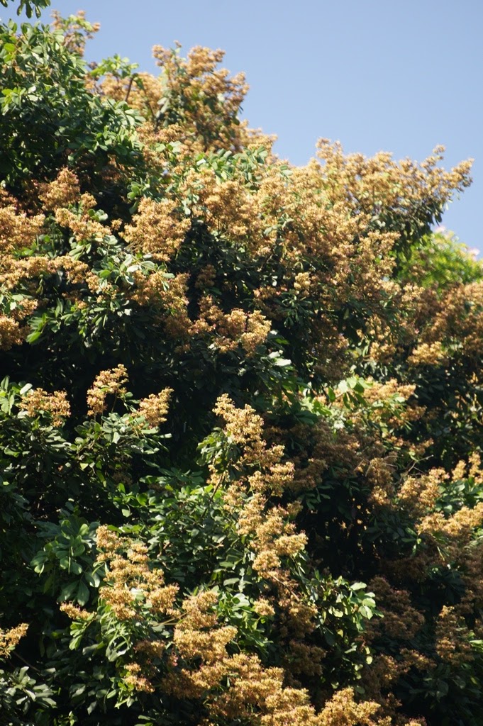 OUR PHILIPPINE TREES: Super Supa