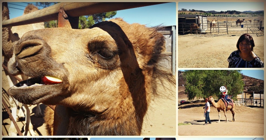 A family field trip to a camel farm in Southern California.
