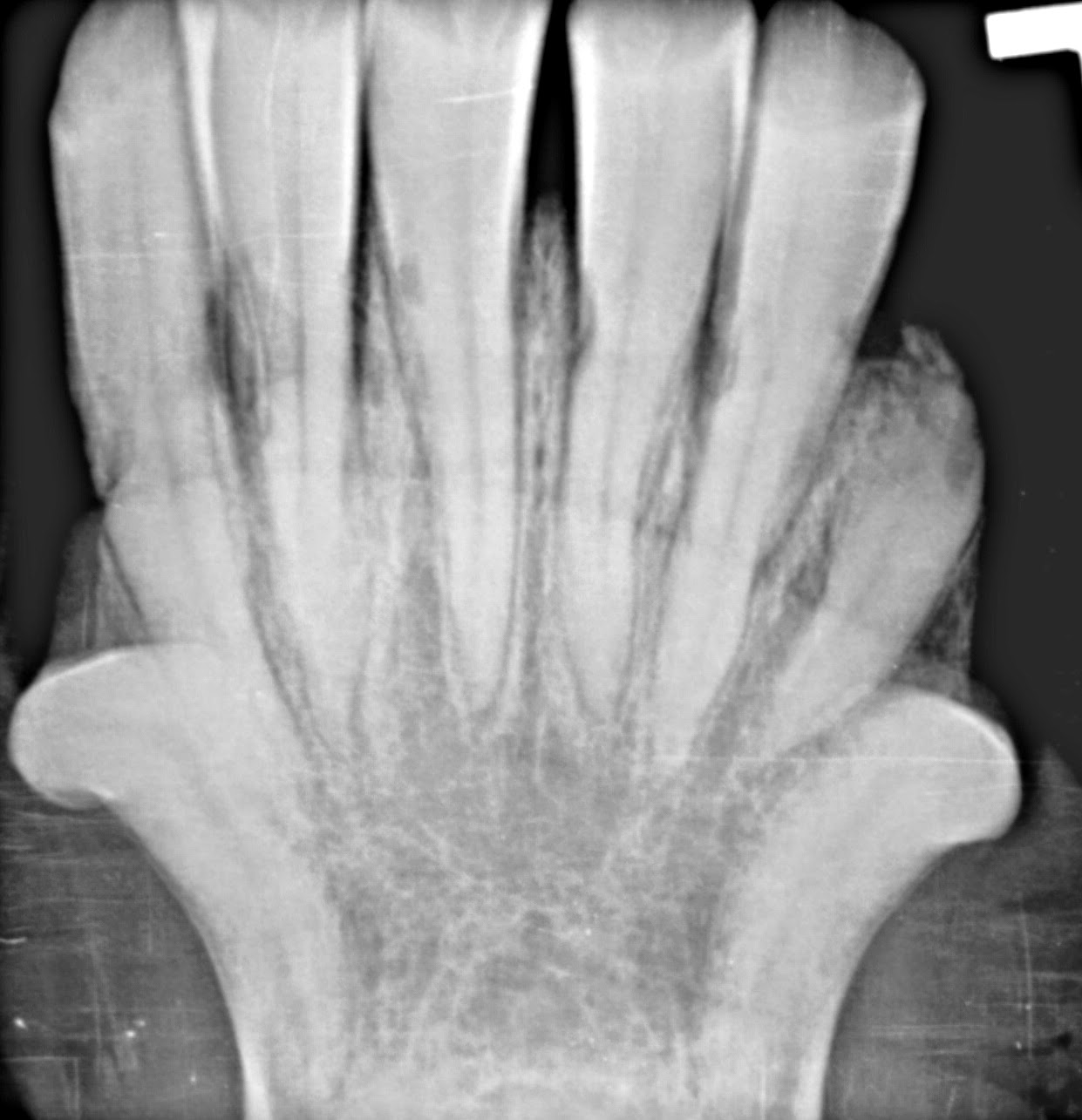 Equine Dentistry: Equine Odontoclastic Tooth Resorption and ...