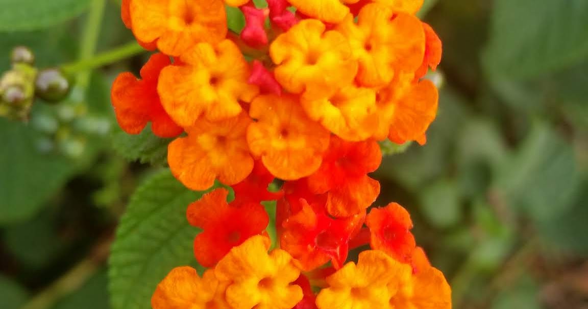 Warisan Petani: WW 116 : Bunga Lantana Camara