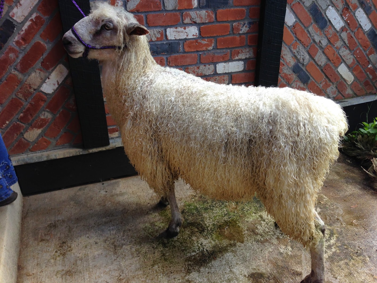 Lawrence Cottage: Meet some Teeswater Ewes at Lawrence Cottage