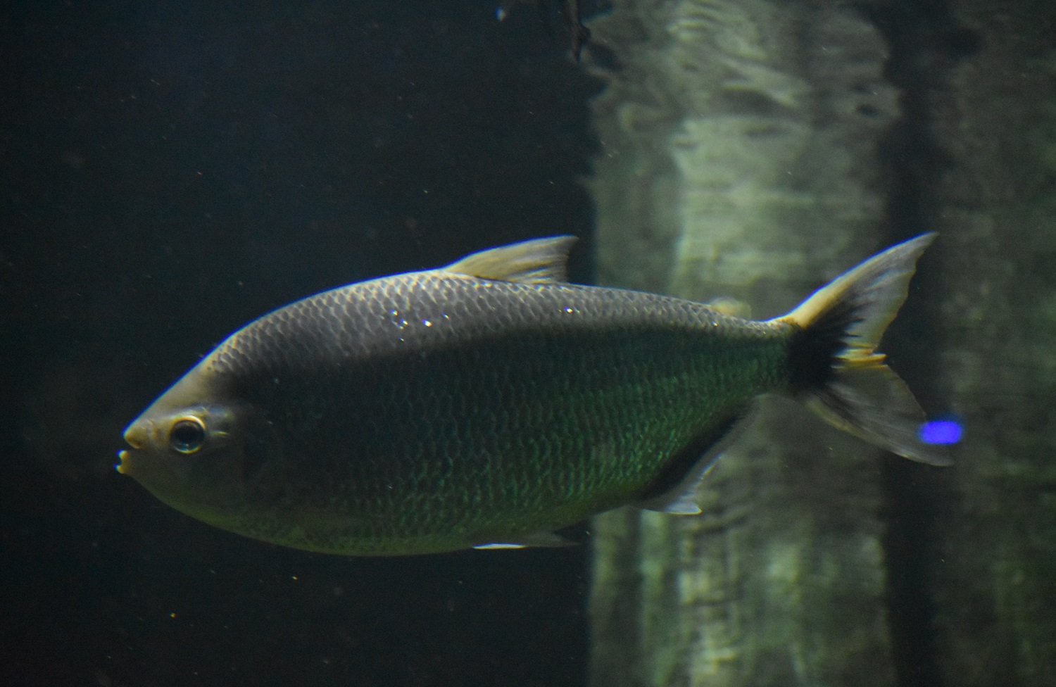 ZOOTOGRAFIANDO (6.100 ANIMALS): SÁBALO DE COLA ROJA / RED-TAILED BRYCON ...