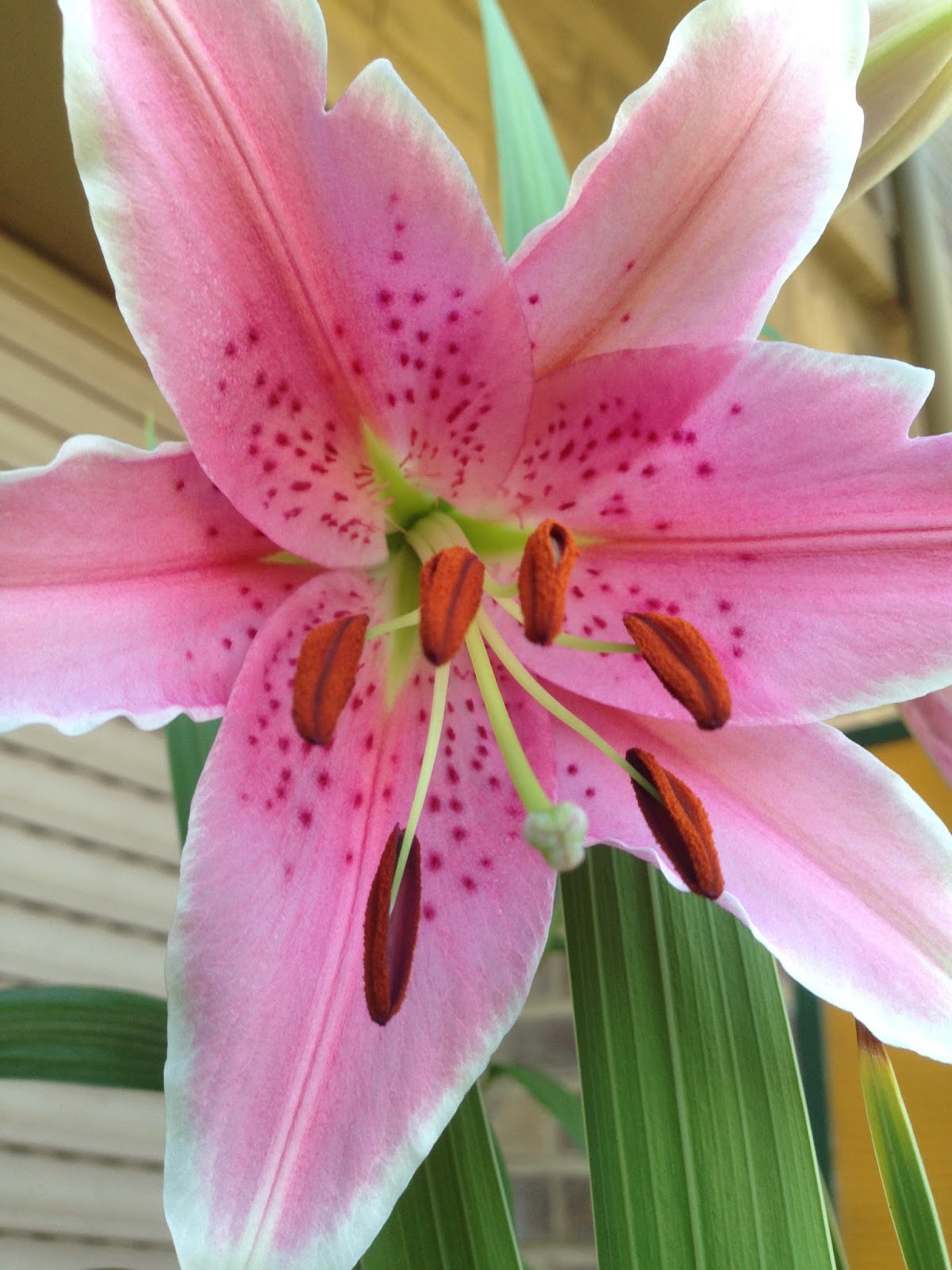 10.000 cosas que me gustan : 00323 Los Lilium