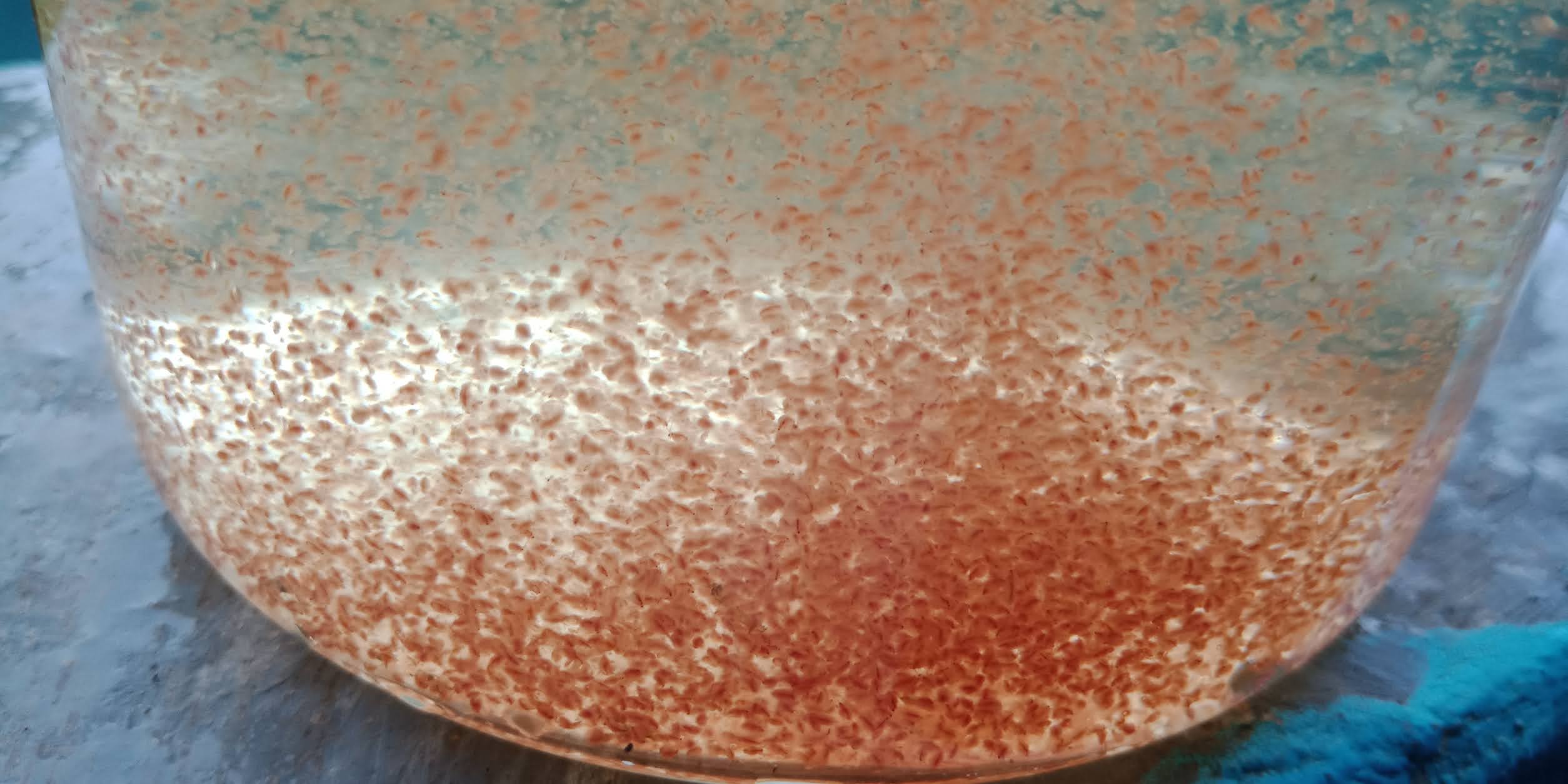 Kenali Moina Pakan Alami Untuk Budidaya Ikan Air Tawar dan ...