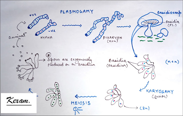 Sexual Reproduction in Fungi Diagram. (Plasmogamy / Karyogamy / Meiosis ...