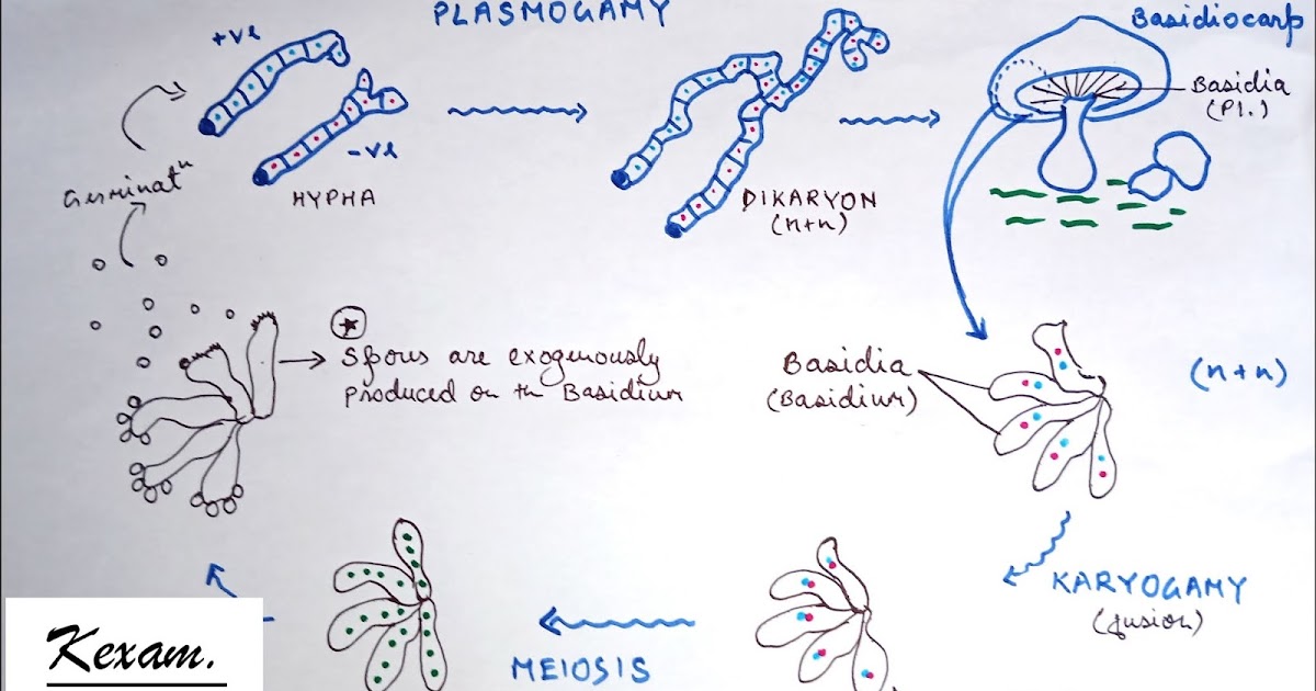 Sexual Reproduction in Fungi Diagram. (Plasmogamy / Karyogamy / Meiosis ...