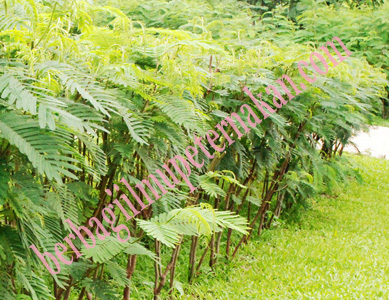 Info 21+ Tanaman Legum Pohon