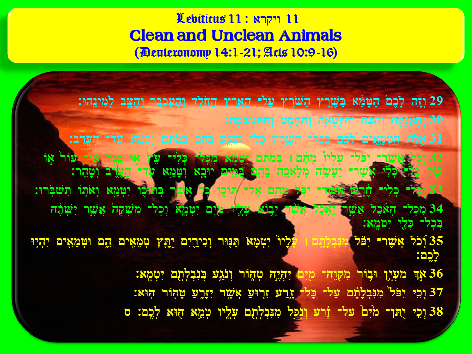 SENI MEMBENTUK GAMBAR: Leviticus 11 : ויקרא 11 Clean and Unclean Animals