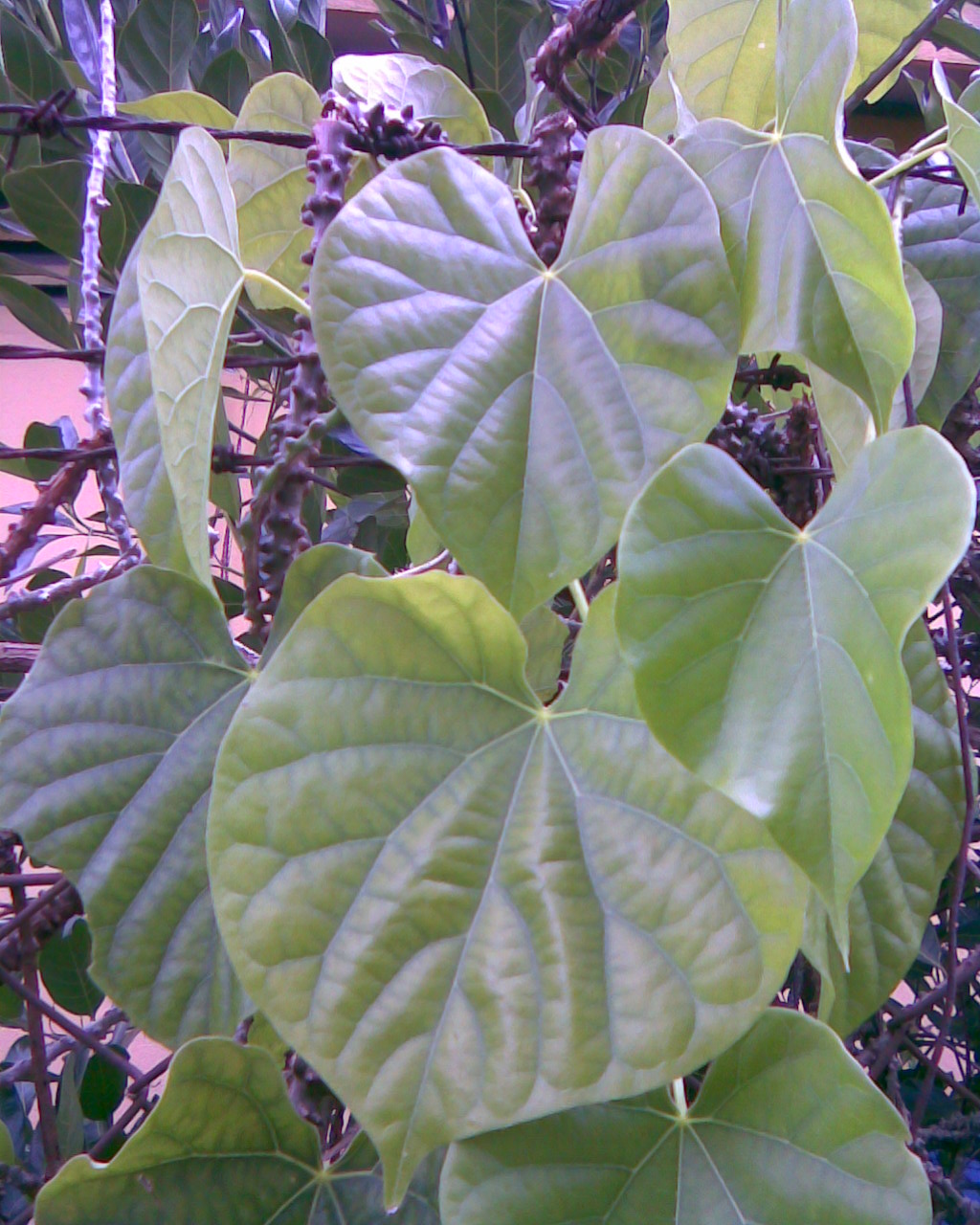 WARISAN ETNOBOTANI: Petawali/Butrowali