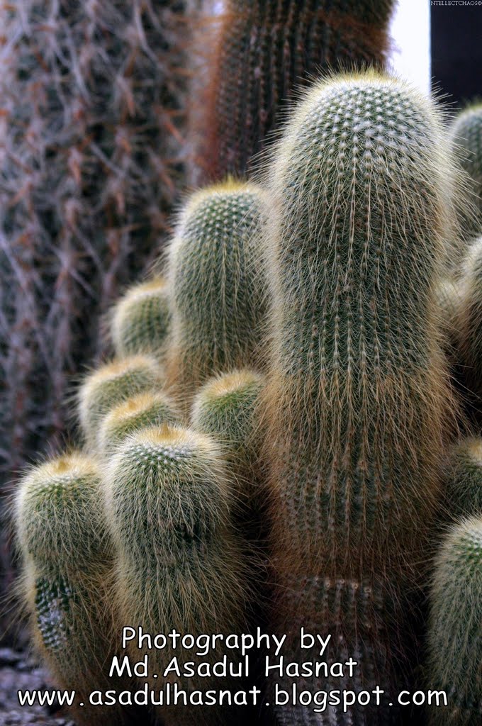 Cactus: Cacctus