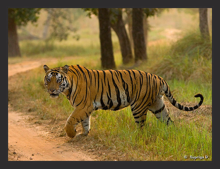 Pench National Park – Amazing Jungle Safari Resorts