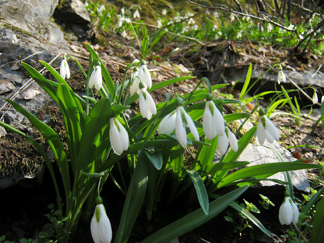 Country inside: Primăvara Dobrogeană ~ Cheile Chediului şi Valea Cozluk