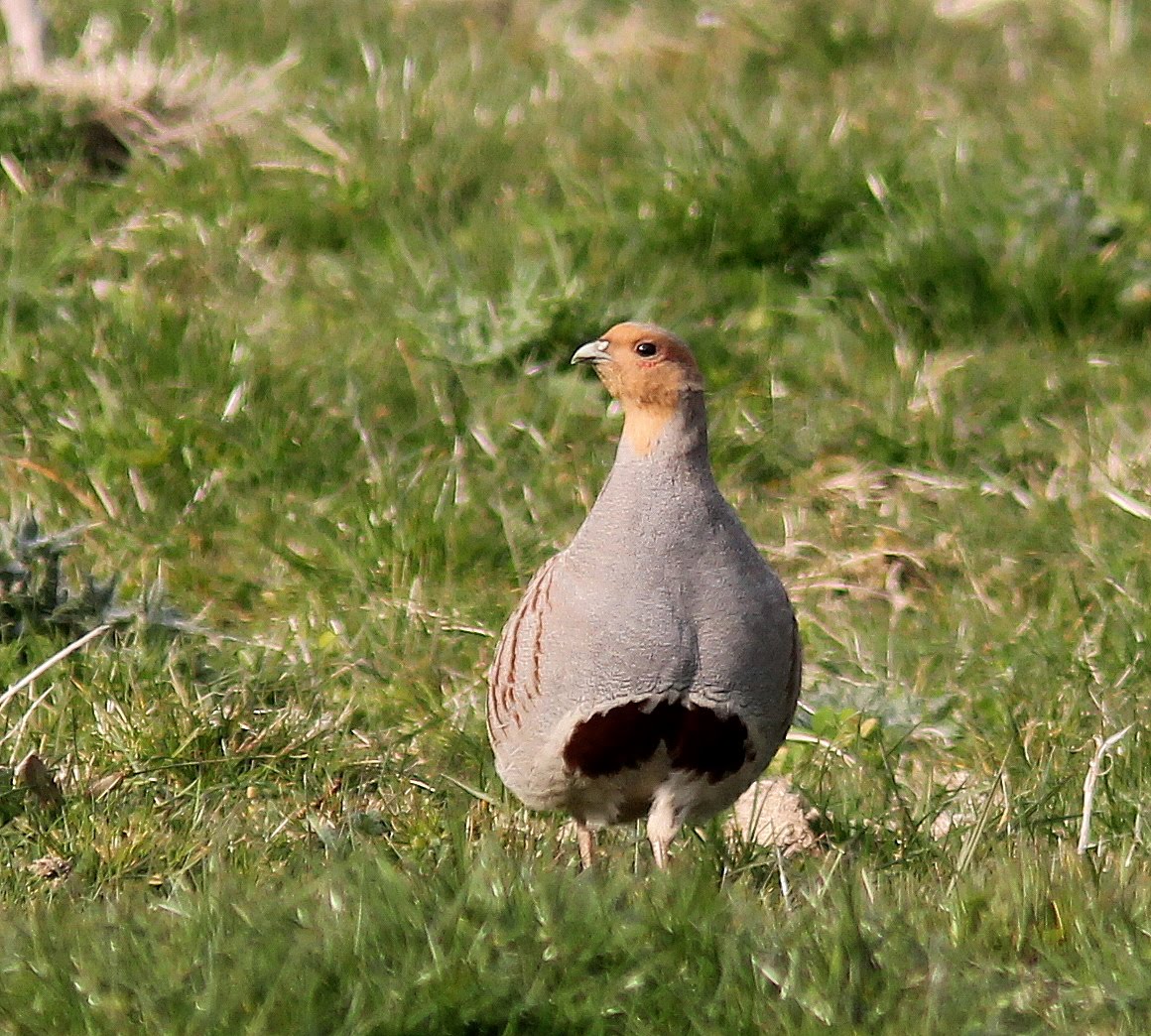 limerick-birder.blog: Grey Partridge