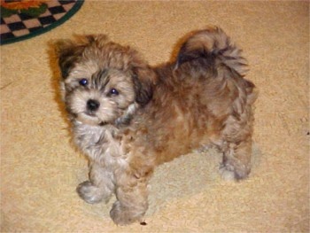 Shar Poo : Overview, Appearance, Life Expectancy Temperament and Height ...