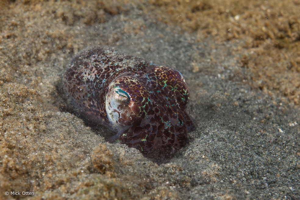 Mick's marine biology: Sepiola atlantica: cute Atlantic bobtail