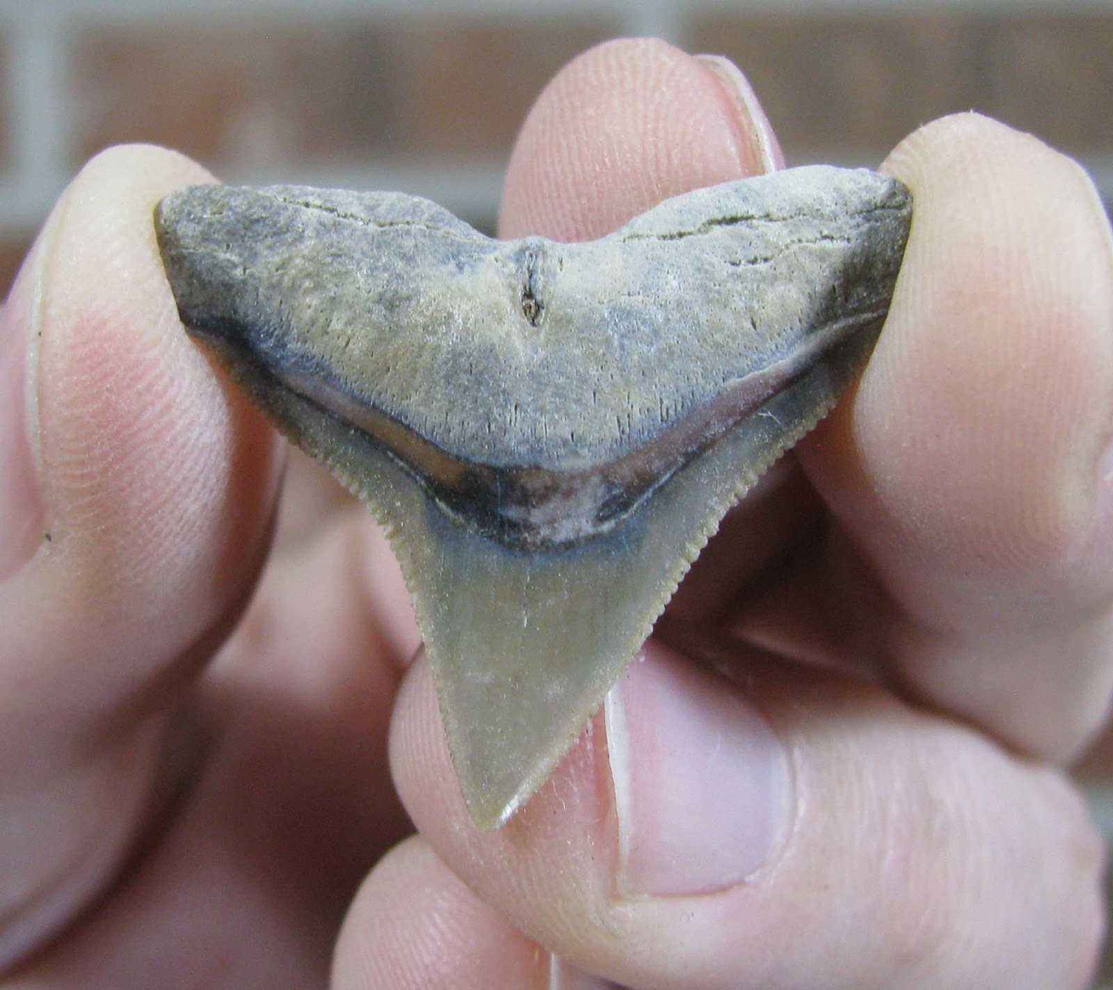 Views of the Mahantango: Carcharhinus sp. teeth from Bone Valley