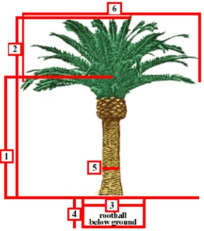 Measuring Square Feet In Tree