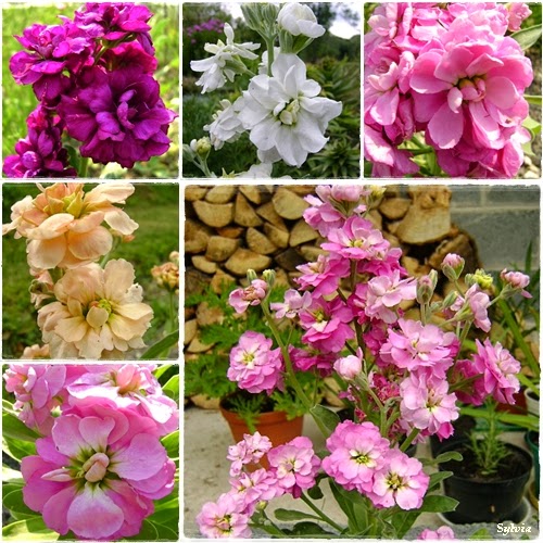 Alelí o Matthiola incana | Plantas