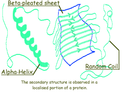 Fan of biology: The structure of proteins