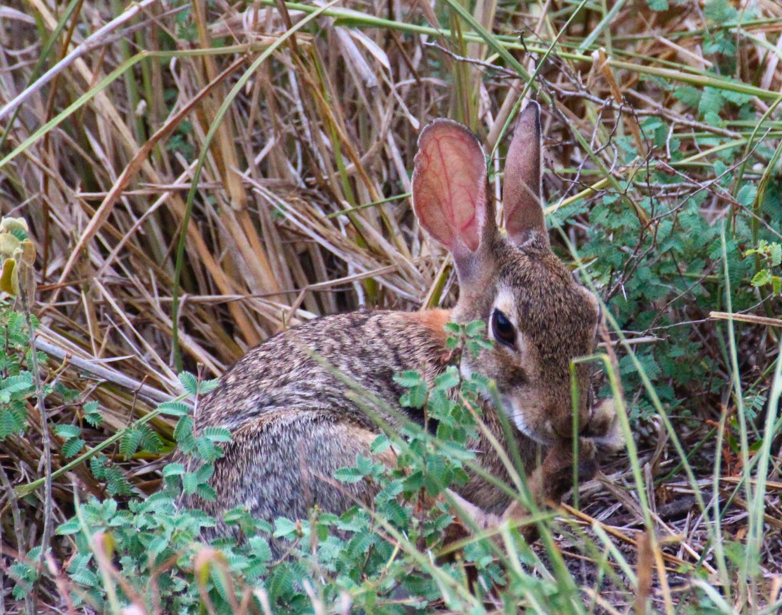 Cannundrums: Eastern Cottontail