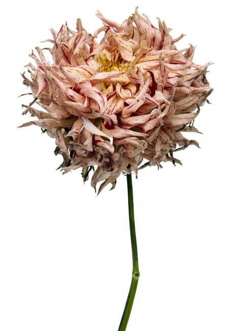 Something: Rachel Lévy