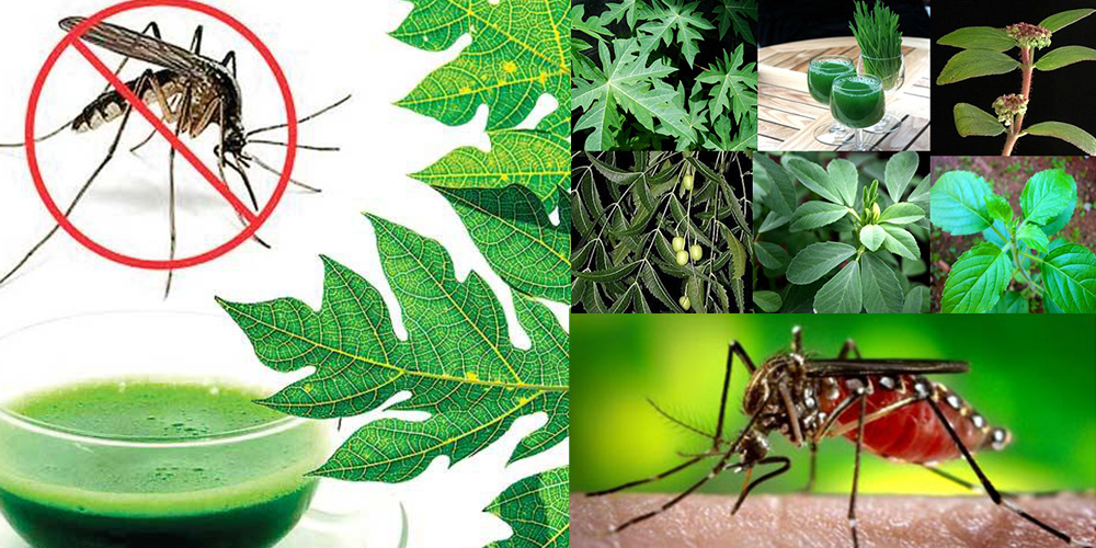 How To Do Natural Dengue Fever Treatment | Life With Styles