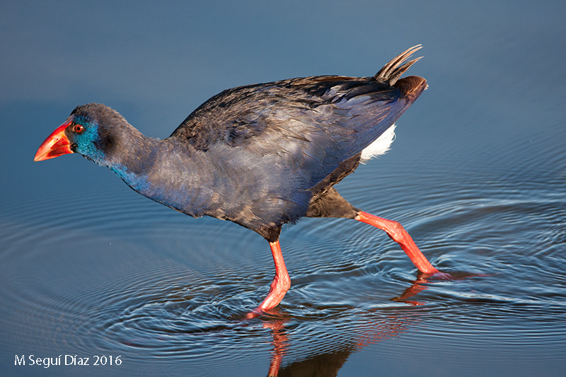 Fotografia y Naturaleza: Calamón común o gall faver en Balear ...