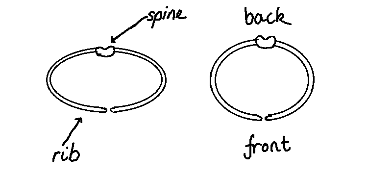 Rib cage shapes - Bras by Kristen
