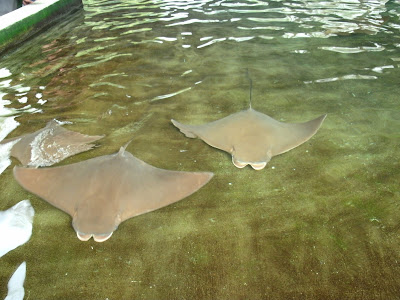 Lu and B: Two With Nature: Cownose Rays