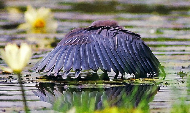Aves: LA GARZA NEGRA